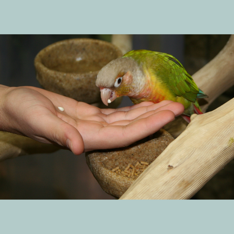 What Do Pet Parrots Eat? A Complete Guide to Parrot Foods | Birdsprees